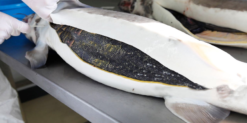 Discovering Caviar's Origin & How to Harvest? – STUR CAVIAR